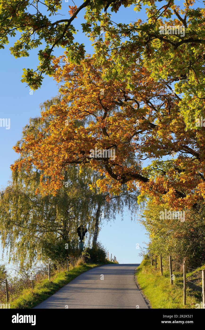 Small country road near Peissenberg in October, Bavaria, Germany Stock ...