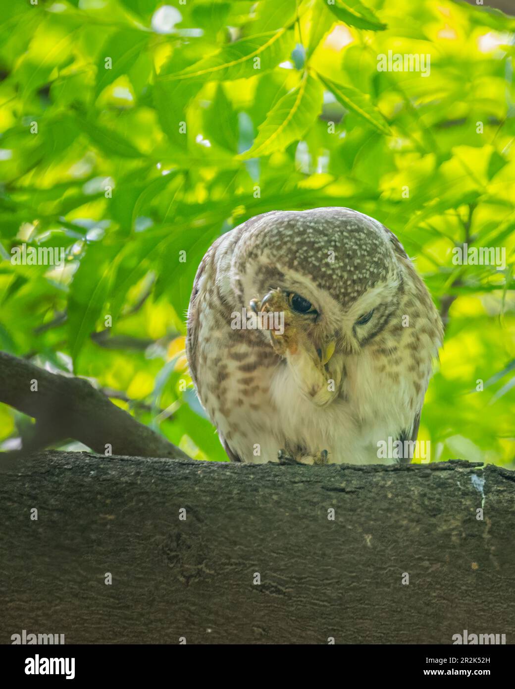 A Spotted Owl cleaning its legs on a tree Stock Photo - Alamy