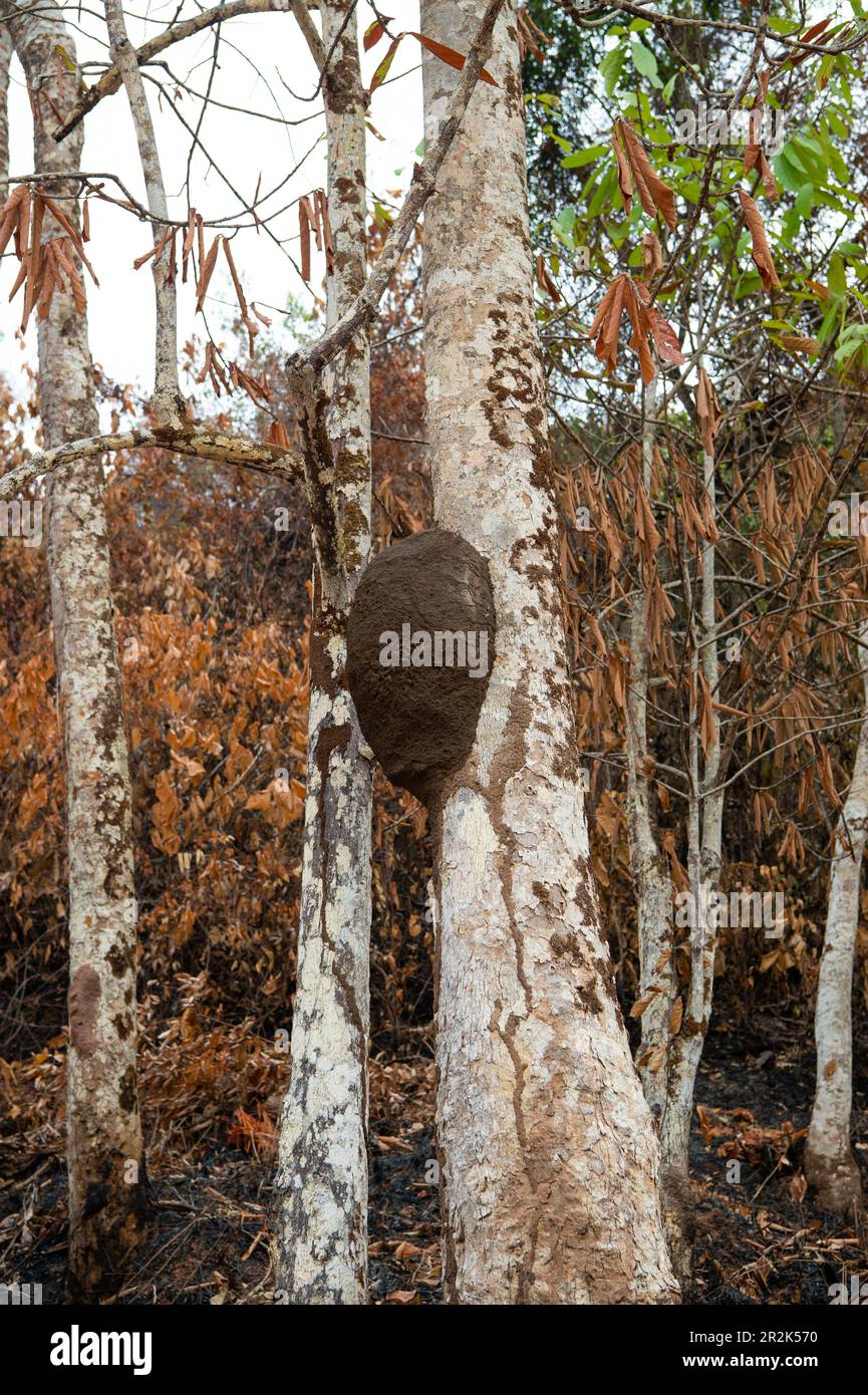 termitary on the tree. termitary nest outdoor. termitary in forest ...