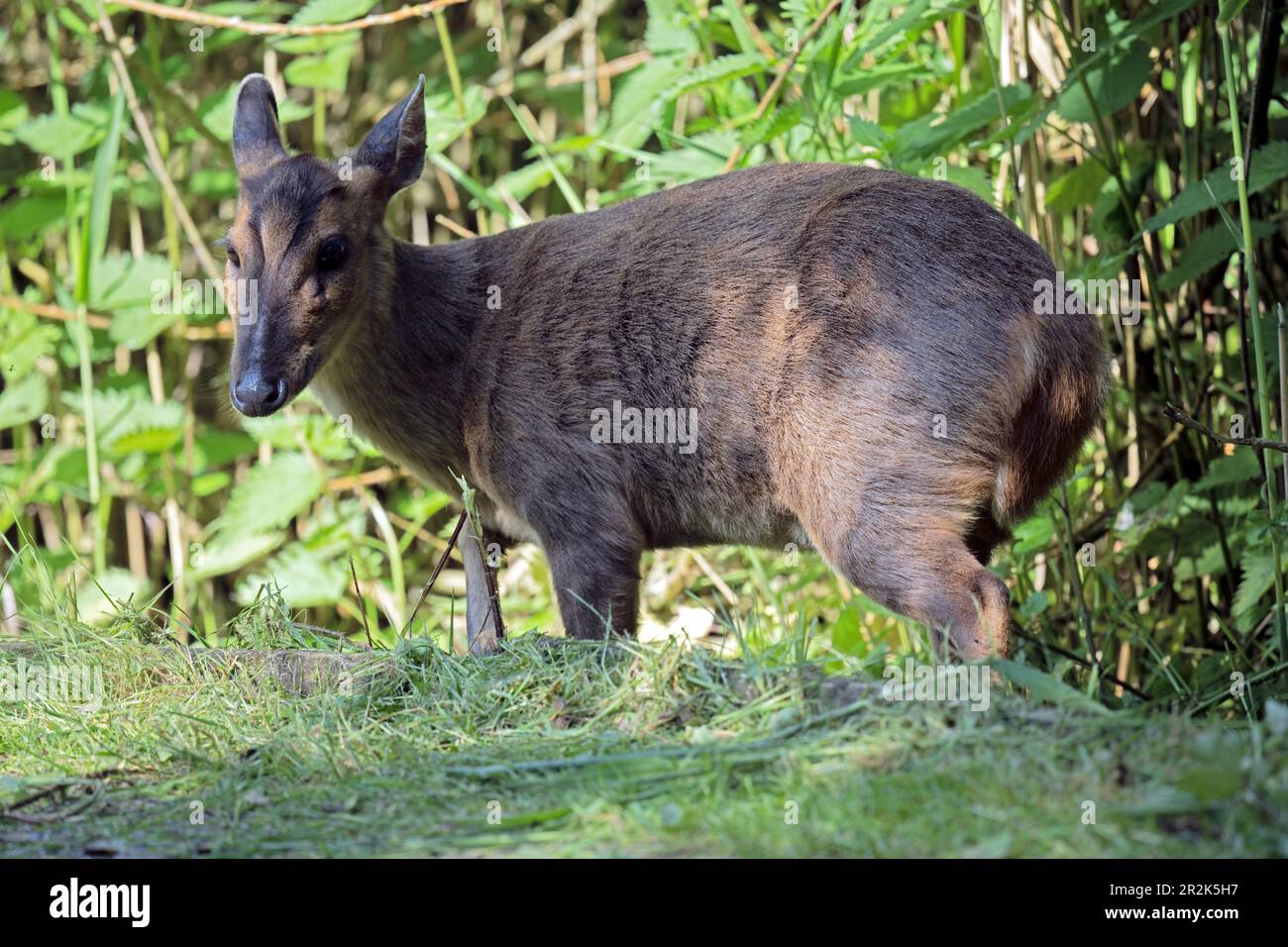 Rib faced deer hi-res stock photography and images - Alamy