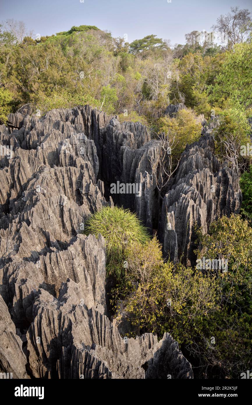 sharp-edged karst landscape, Tsingy de Bemaraha National Park, Madagascar, Mahajanga Province ...