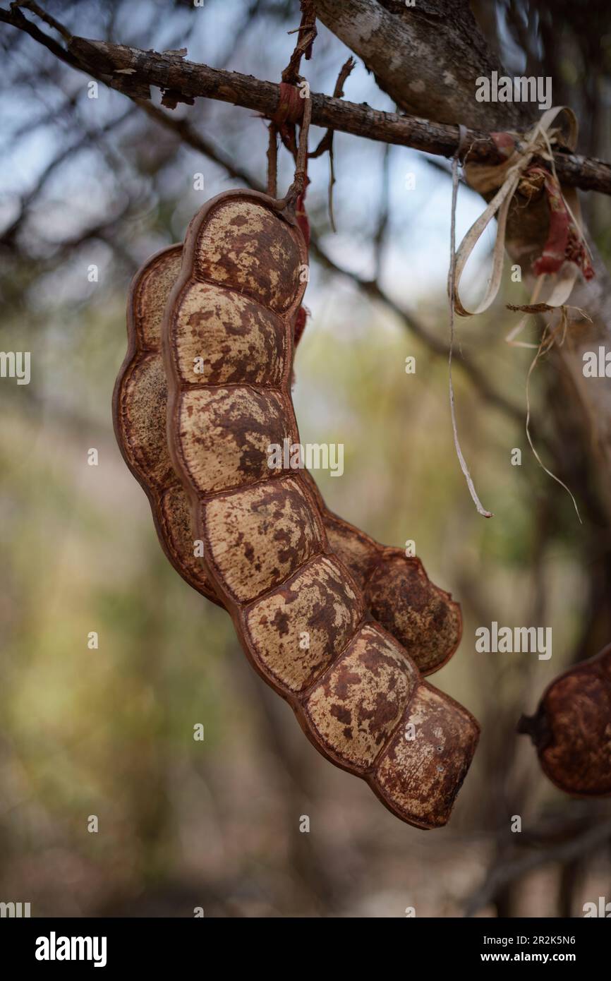 Tamarind fruit madagascar hi-res stock photography and images - Alamy