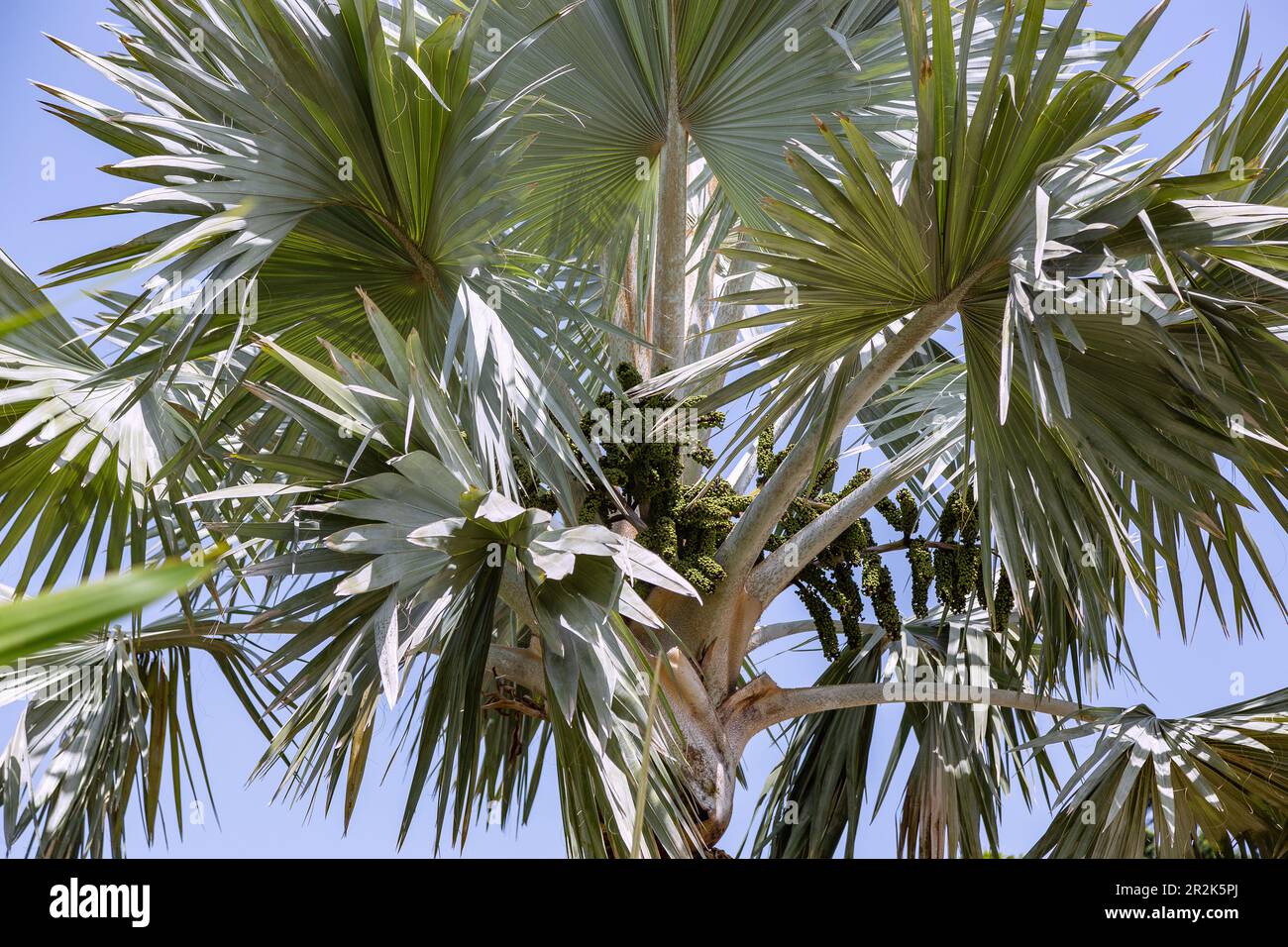 Latania loddigesii hi-res stock photography and images - Alamy