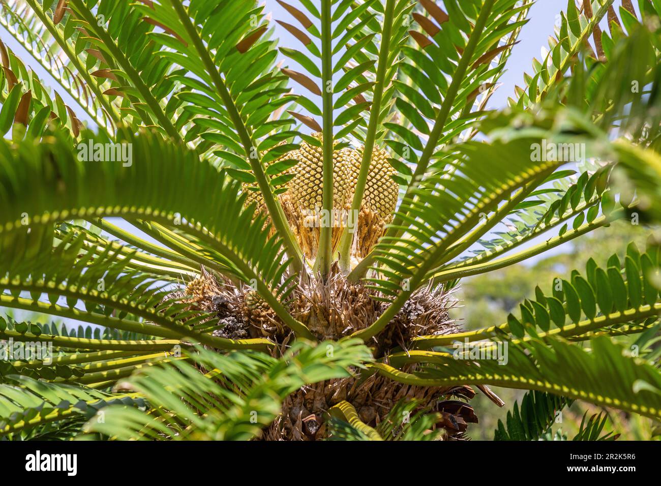 Modjadji Palm, Encefalartos, Encephalartos transvenosus, Rain Queen ...