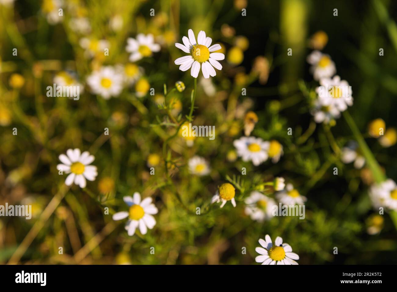 German chamomile, Matricaria chamomilla L., daisy family, Asteraceae ...