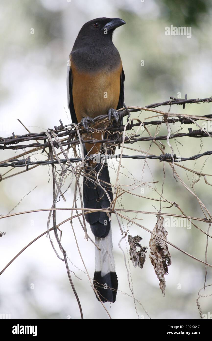 Indian Tree pie (Dendrocitta vagabunda) looking for food : (pix Sanjiv ...