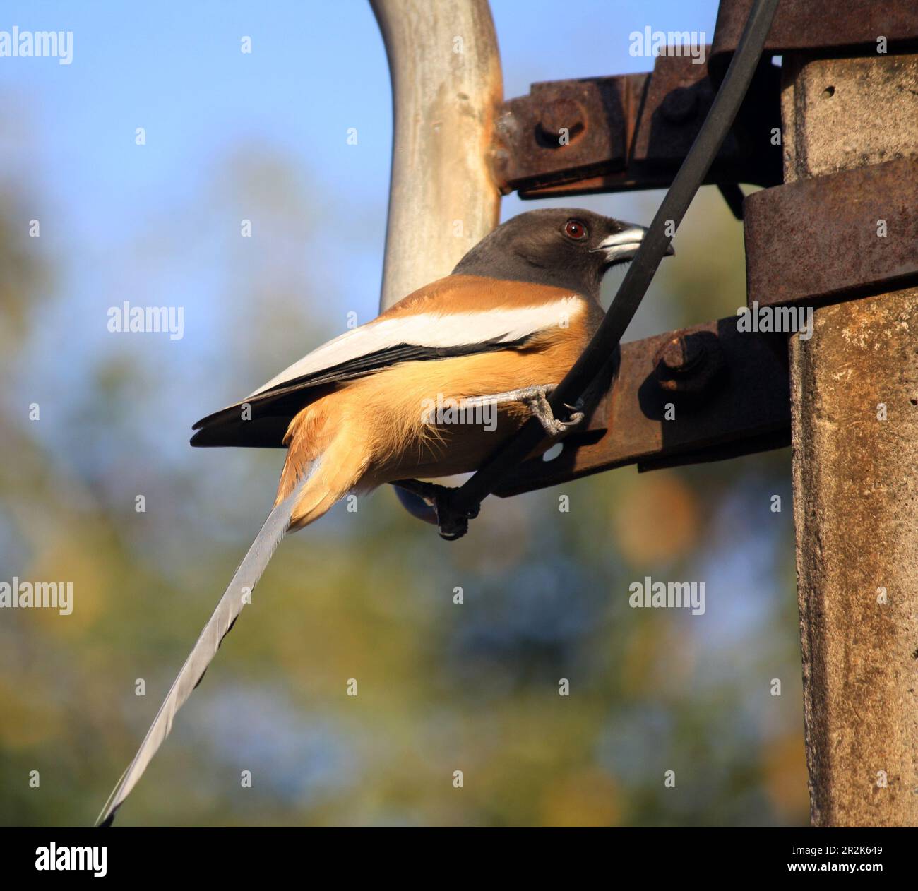 Indian Tree pie (Dendrocitta vagabunda) looking for food : (pix Sanjiv ...