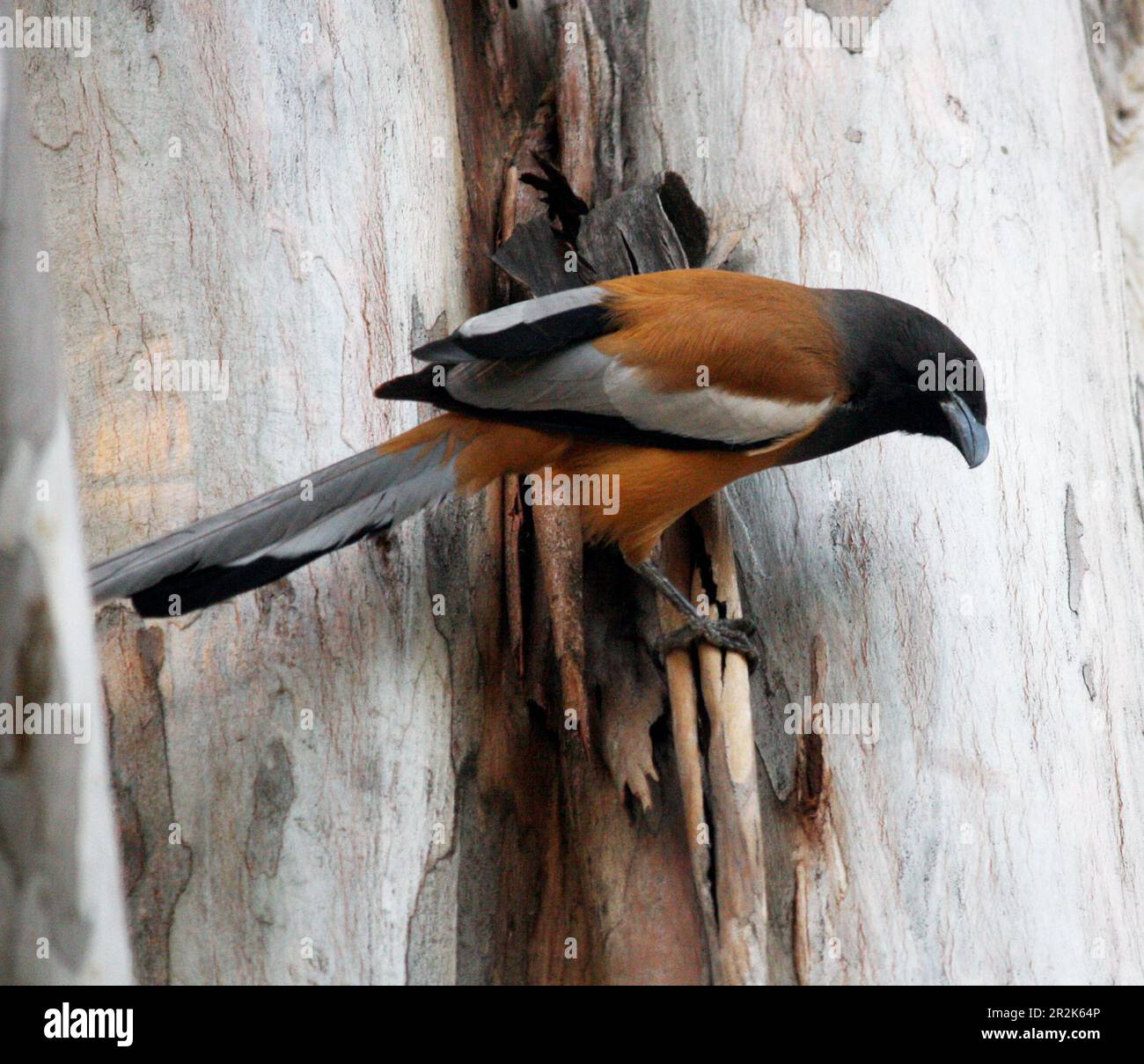 Indian Tree pie (Dendrocitta vagabunda) looking for food : (pix Sanjiv ...