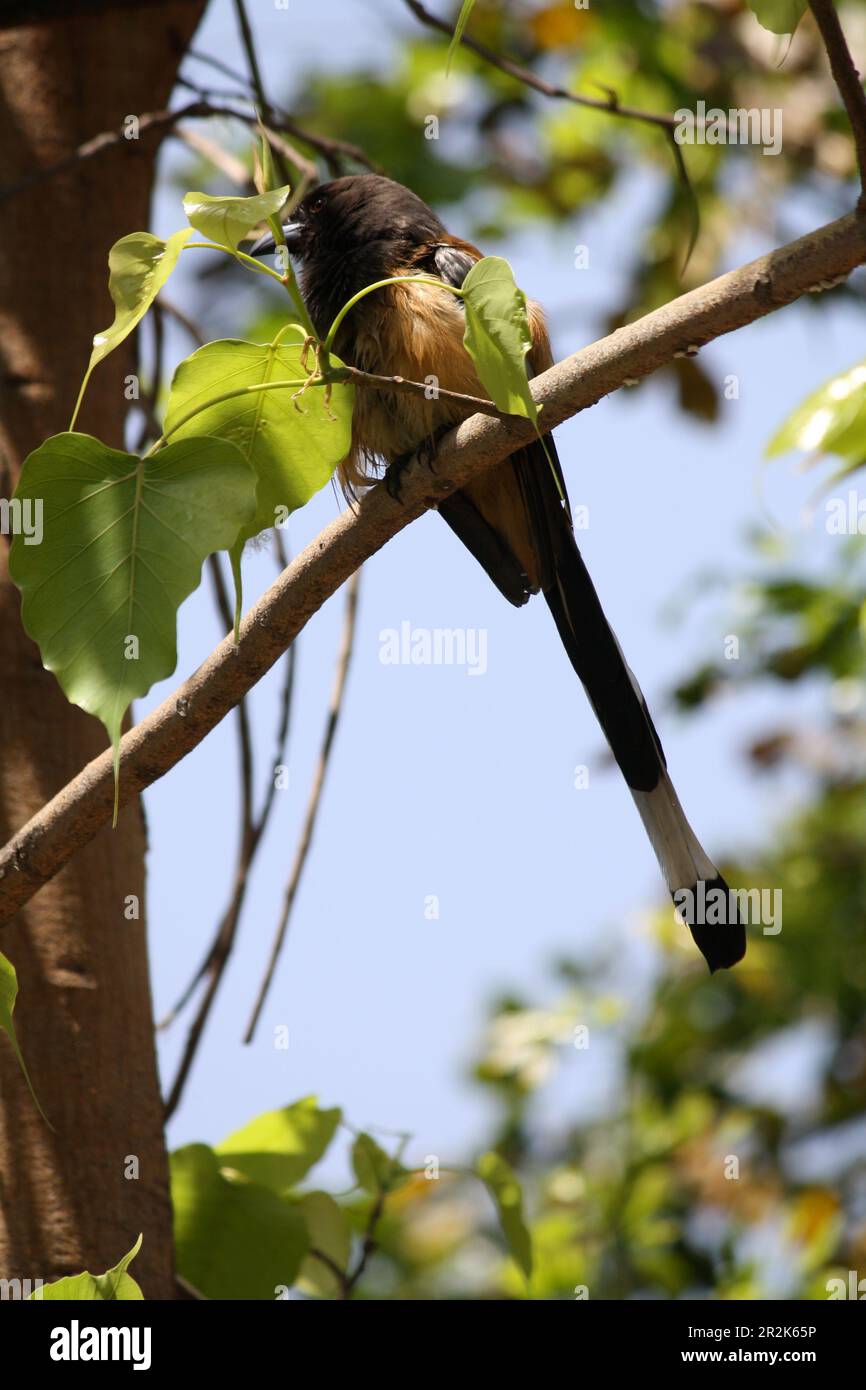 Indian Tree pie (Dendrocitta vagabunda) looking for food : (pix Sanjiv ...