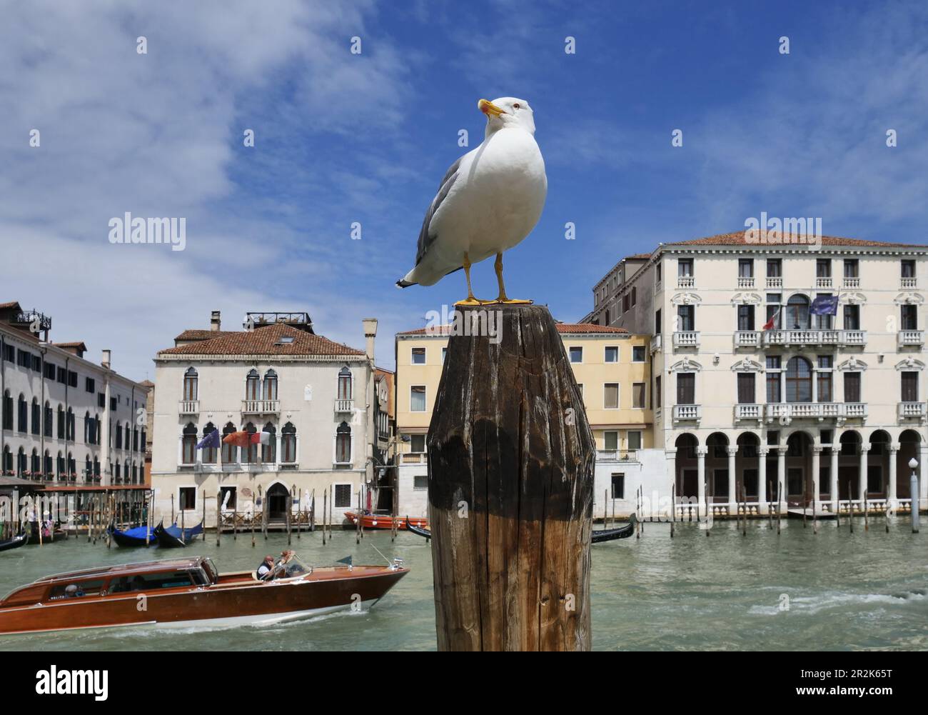 Seagull laying on mooring of gondolas in Venice Stock Photo - Alamy