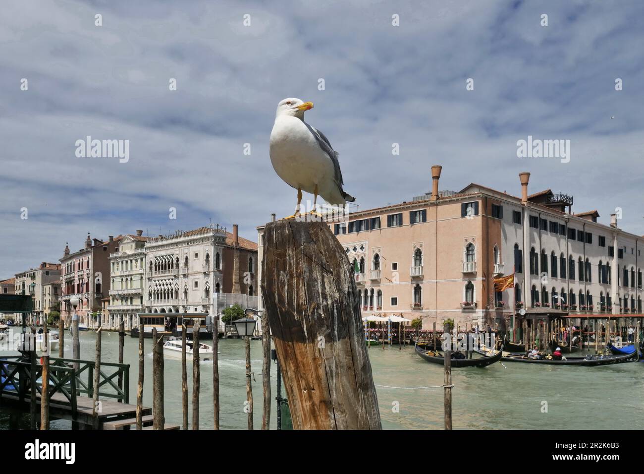 Seagull laying on mooring of gondolas in Venice Stock Photo - Alamy