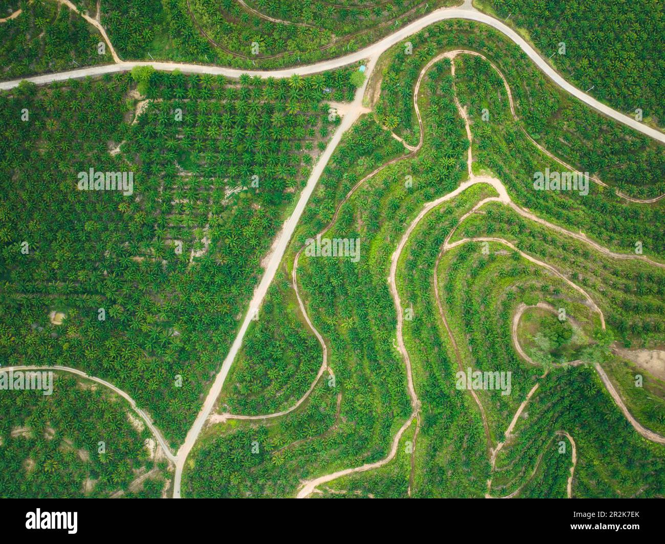 Aerial shot around tree in hi-res stock photography and images - Alamy