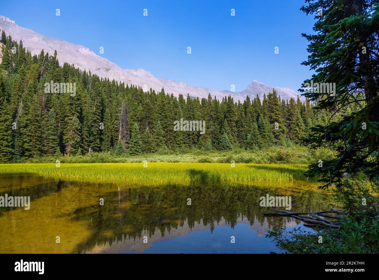 Jasper National Park, Columbia Icefield; Wilcox Pass Trail, wet meadow ...