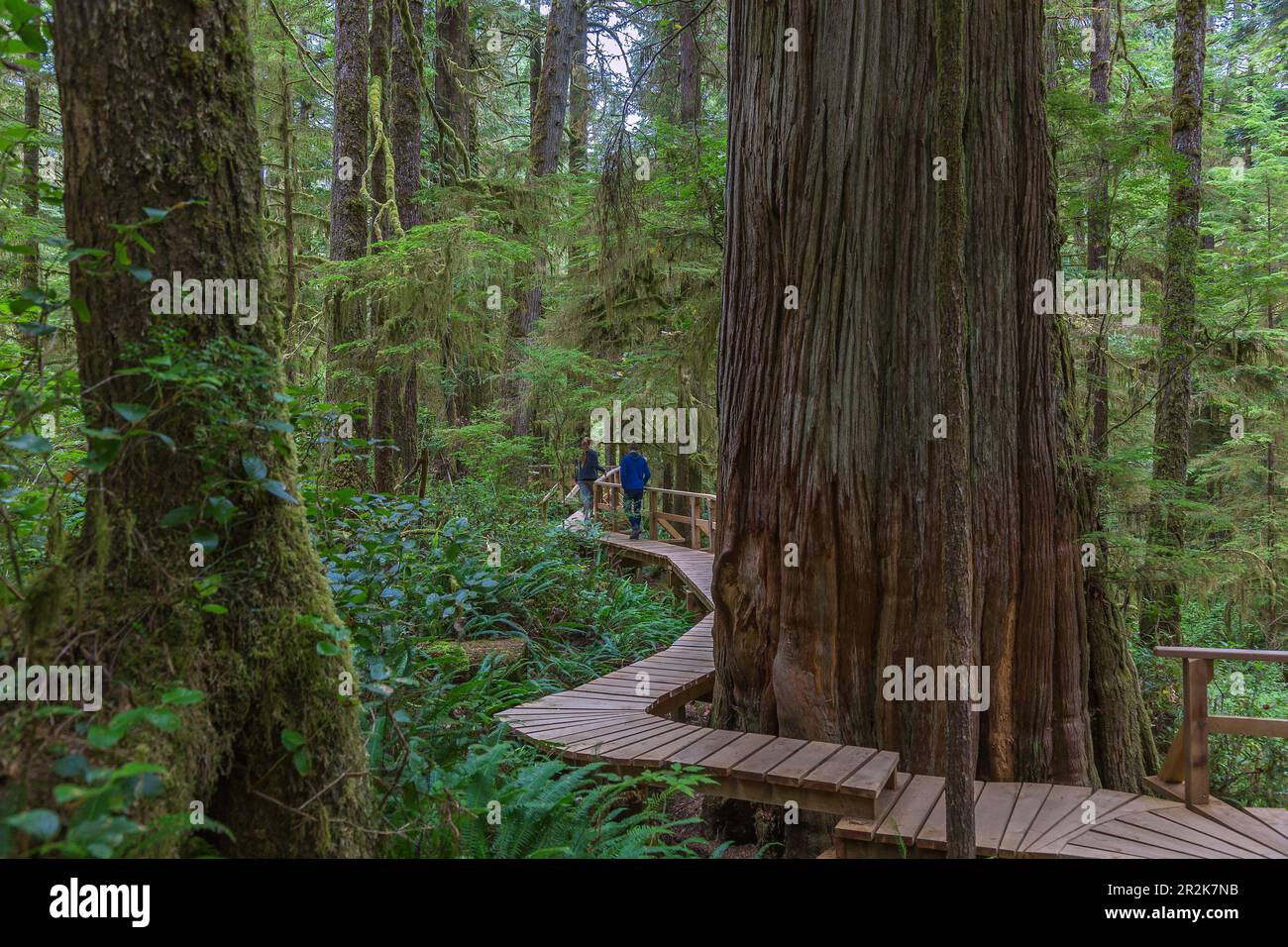 Pacific Rim National Park; Rainforest Trail Stock Photo - Alamy