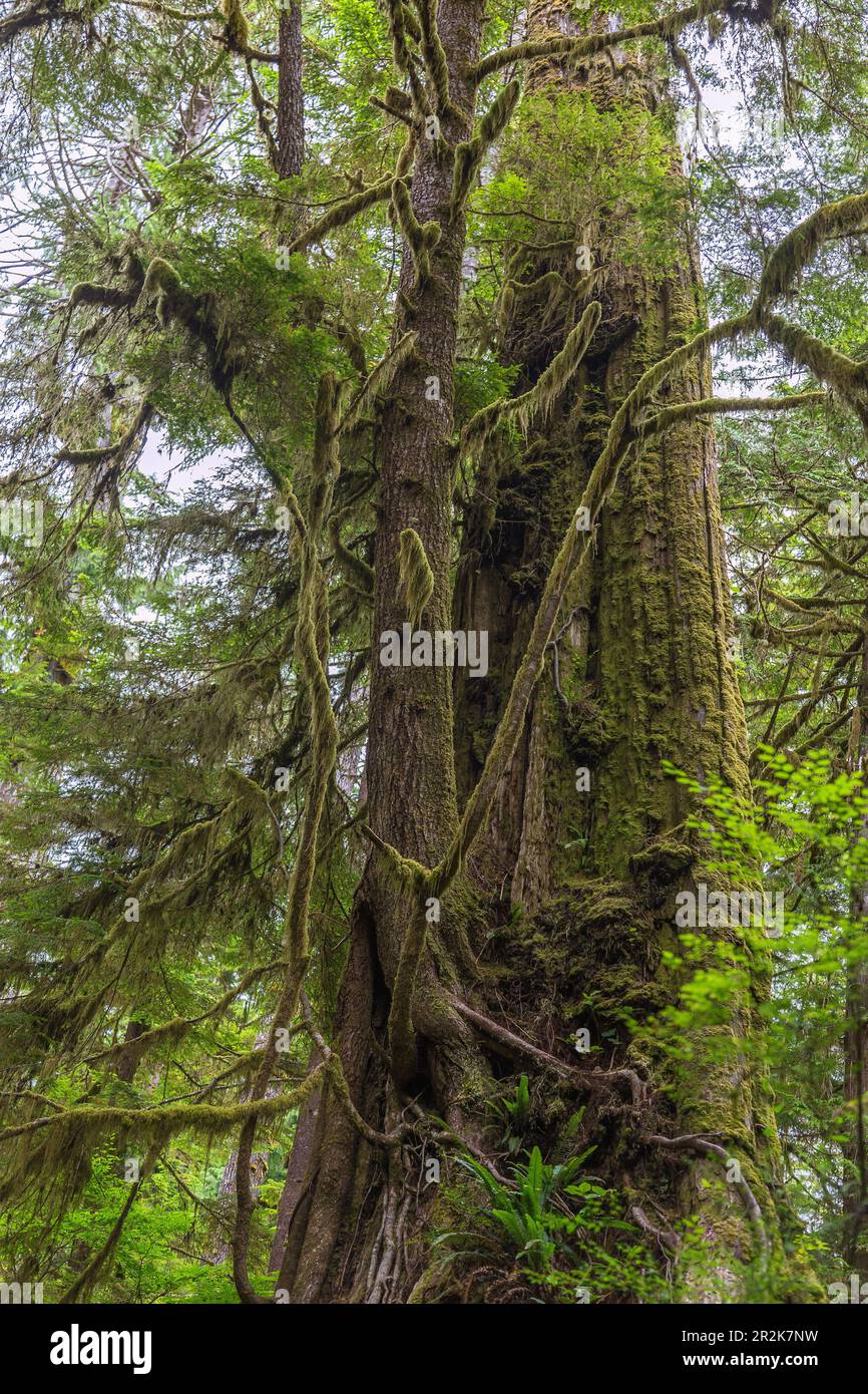 Pacific Rim National Park; Rainforest Trail, tree with lichen Stock ...