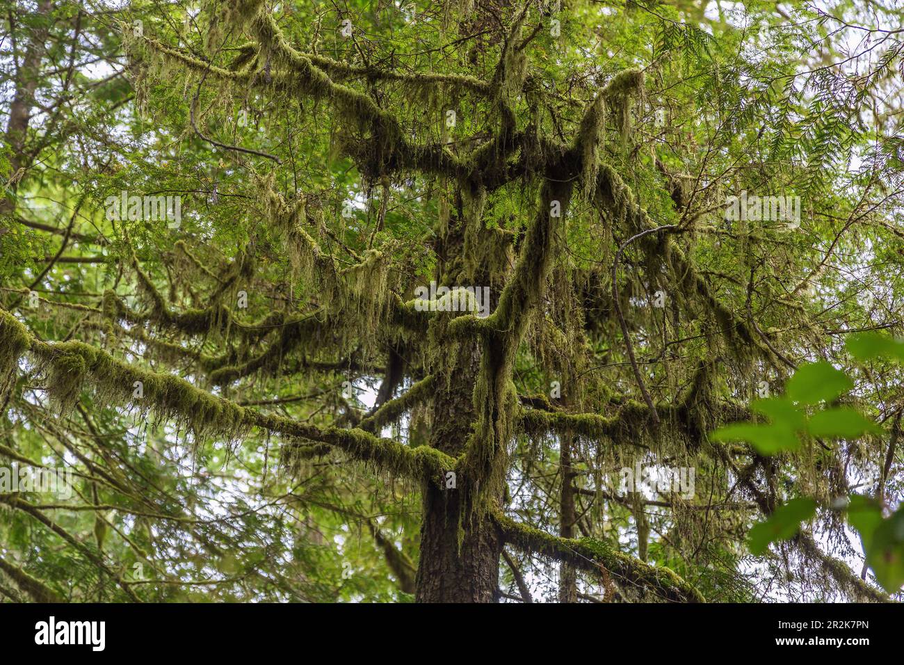 Pacific Rim National Park; Rainforest Trail, tree with lichen Stock ...