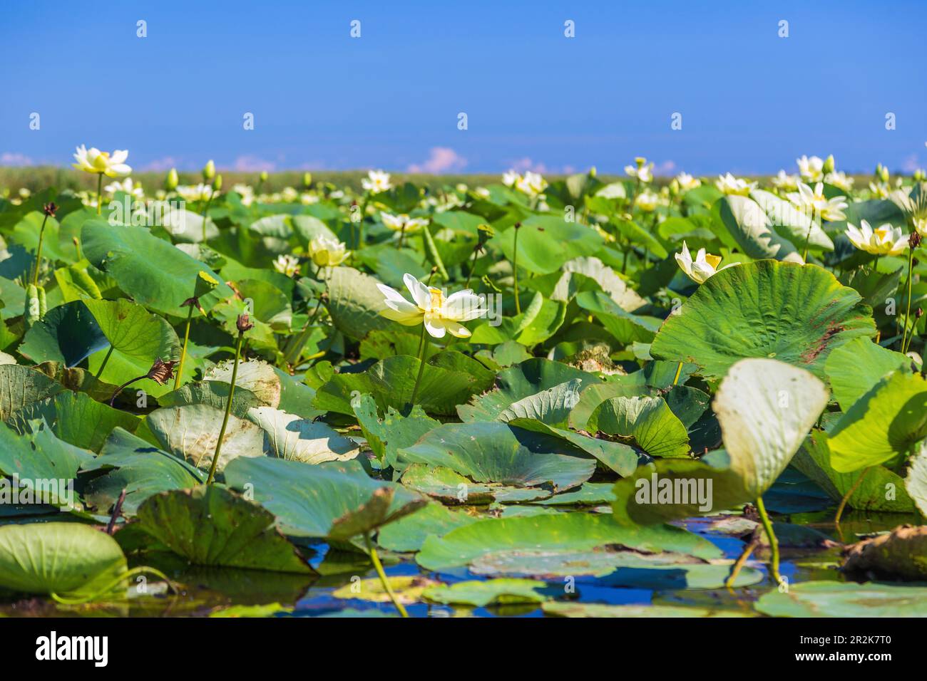 Point Pelee National Park, Marsh Board Walk, lotus flowers Stock Photo ...