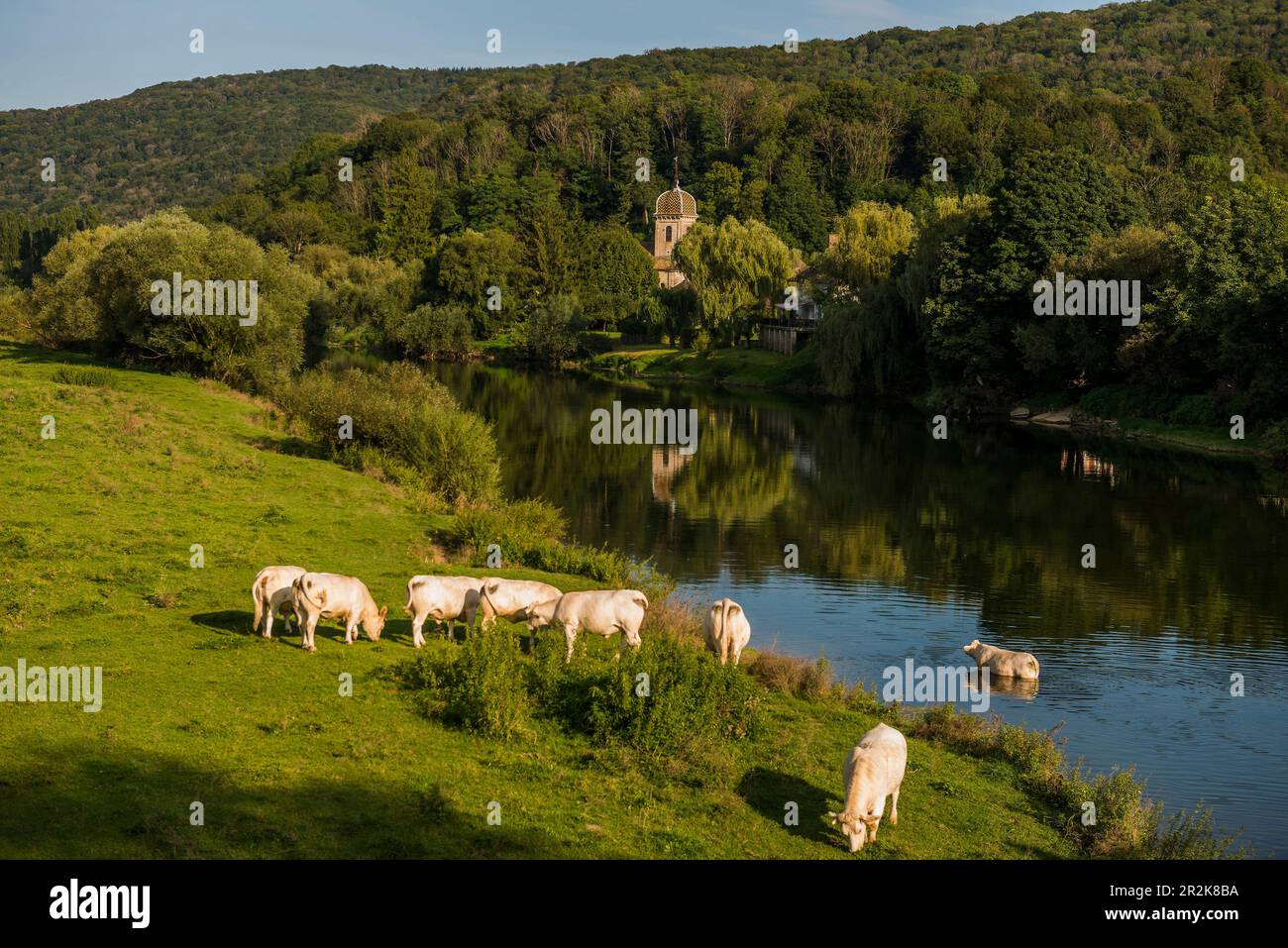 Cows by the river, Chalèze, near Besancon, Doubs, Franche-Comte, Jura ...