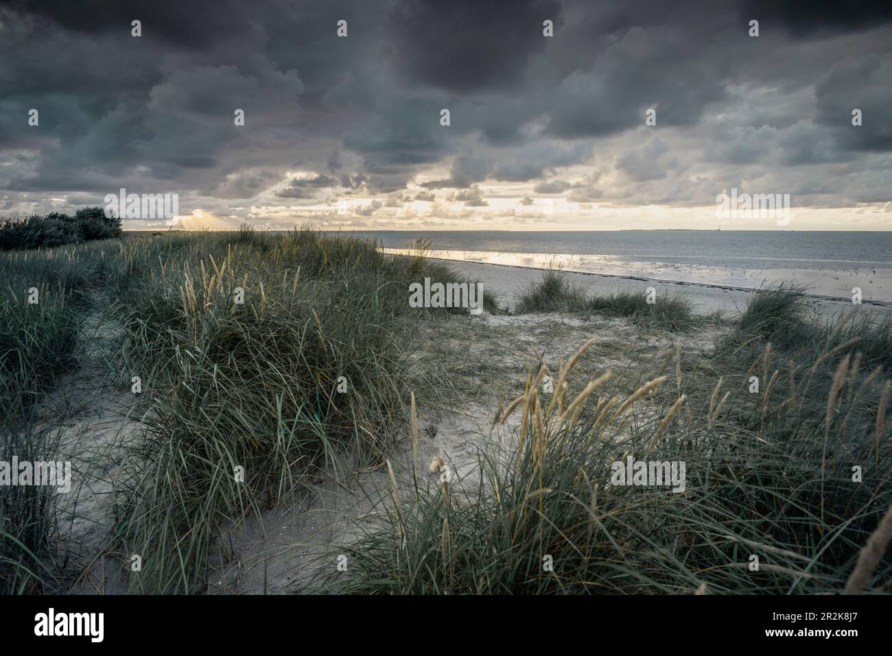 Dune grass and sand dunes under rain clouds at the North Sea, Schillig ...