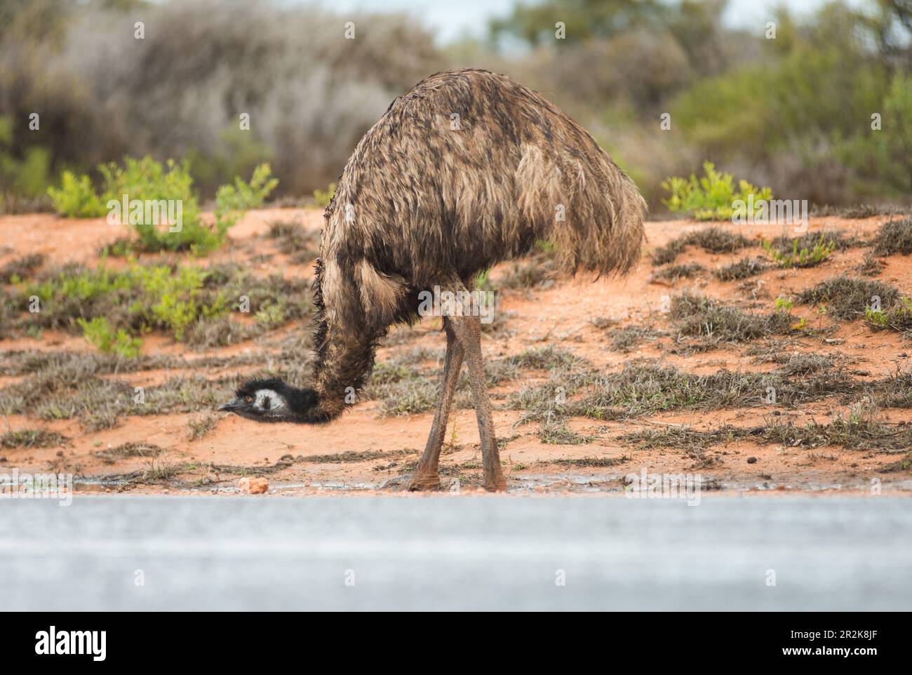 An emu (Dromaius novaehollandiae) in the dry outback landscape of the ...
