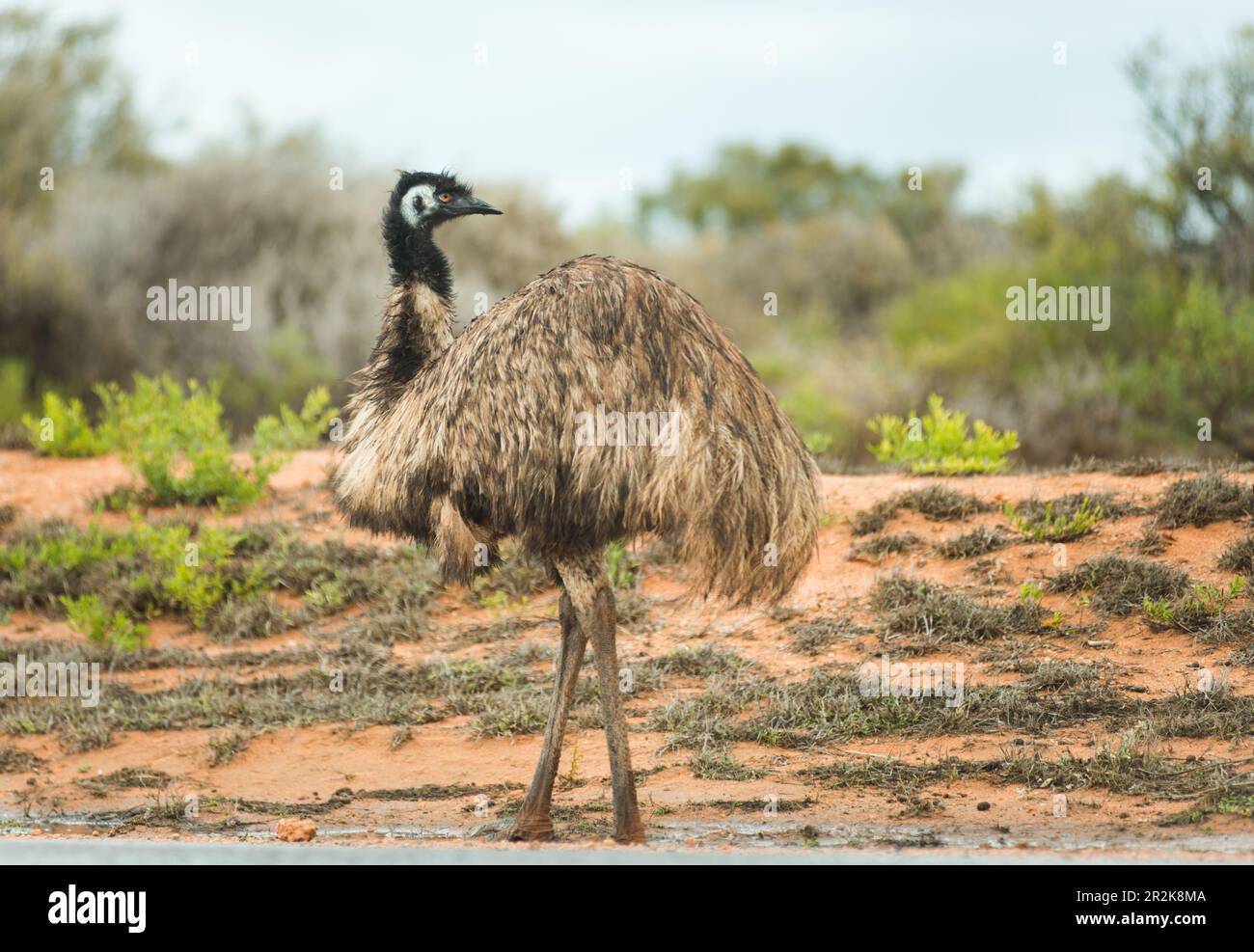 An emu (Dromaius novaehollandiae) in the dry outback landscape of the ...