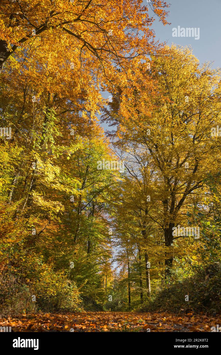 Hessian oldendorf hi-res stock photography and images - Alamy