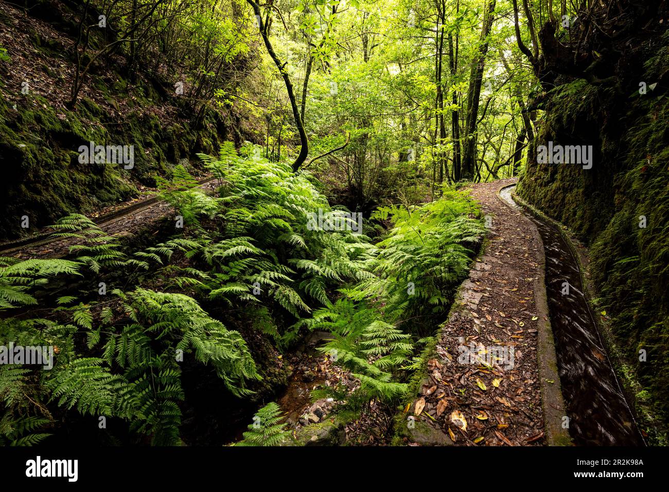 Water channel and footpath of the "Levada dos Cedros" hiking trail in a ...