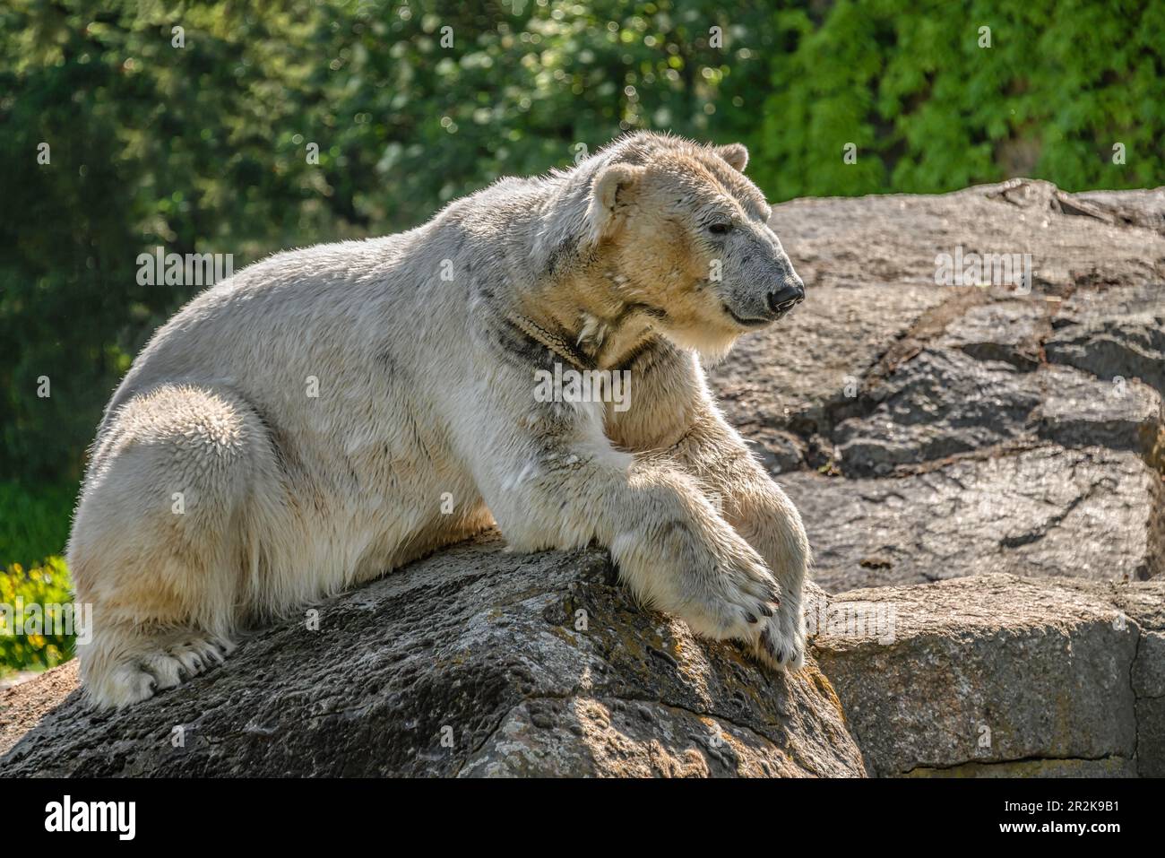The adult polar bear Knut at Berlin Zoo, Germany Stock Photo - Alamy