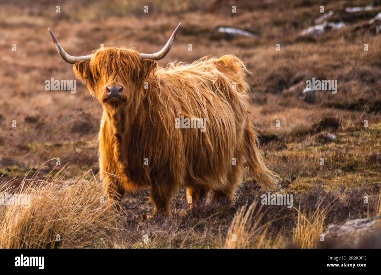 Scottish Highland Cow on the Isle of Skye, Scotland warm light of the ...