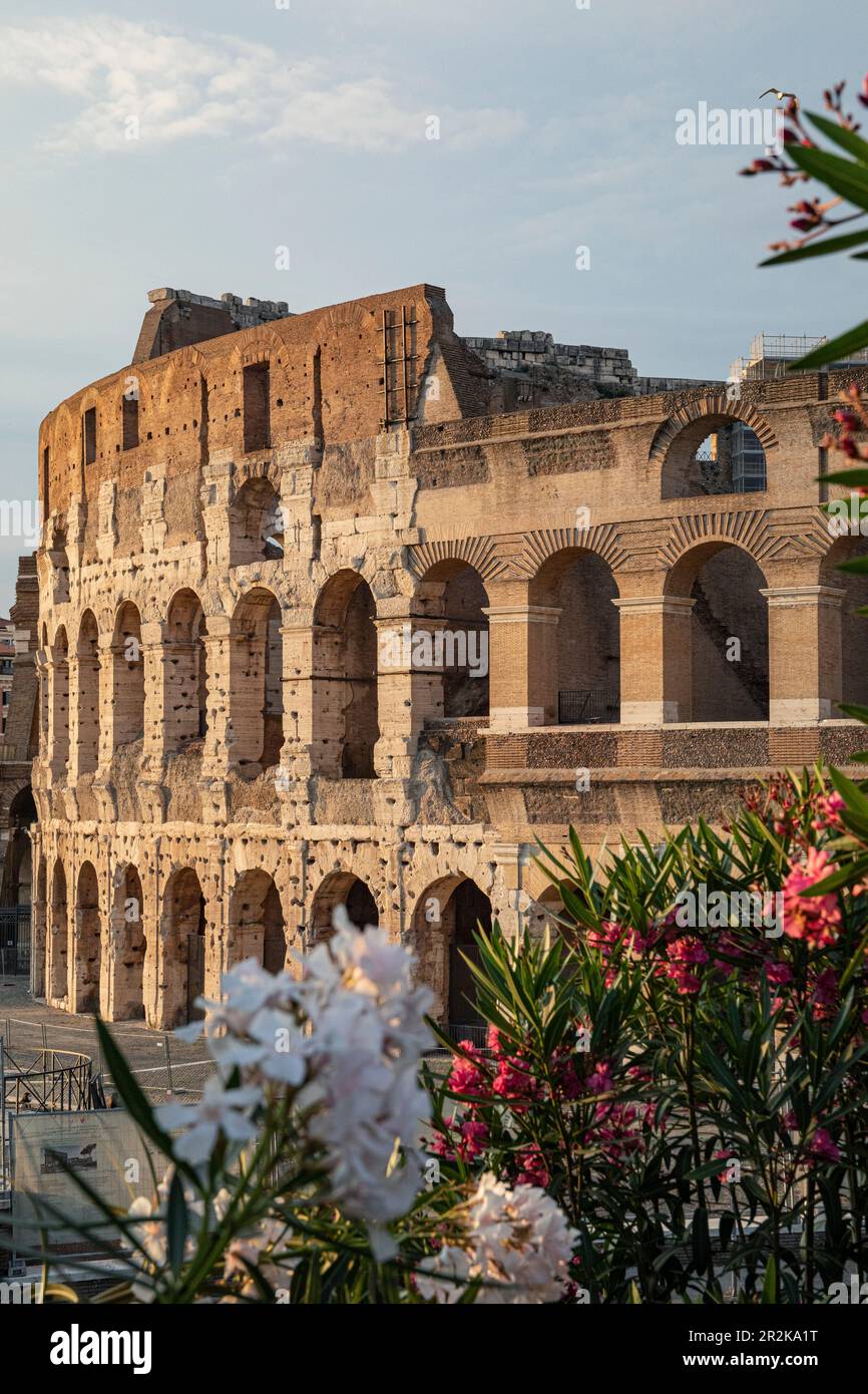 Roman colosseum flowers hi-res stock photography and images - Alamy