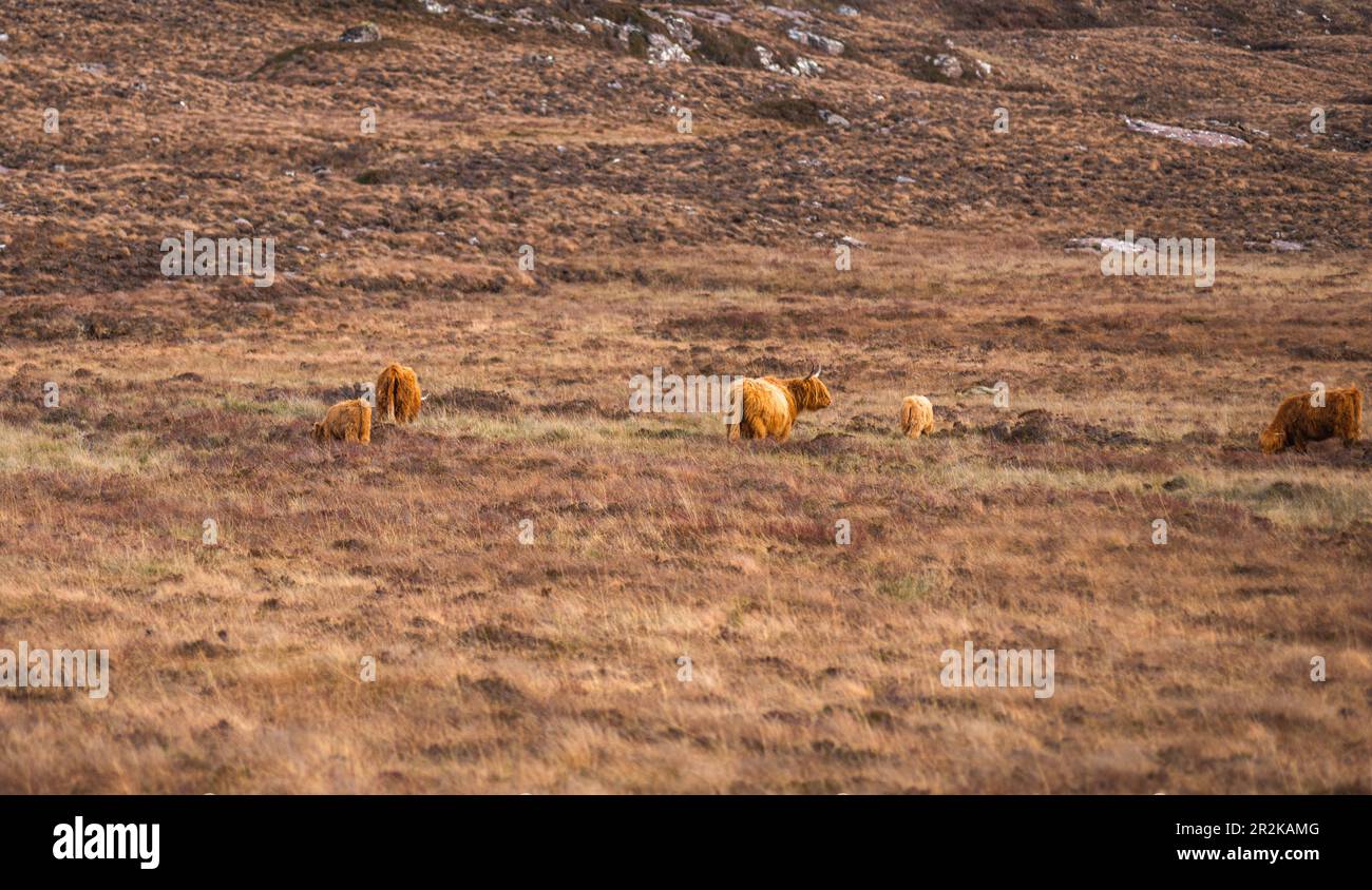 Outdoor reared beef hi-res stock photography and images - Alamy