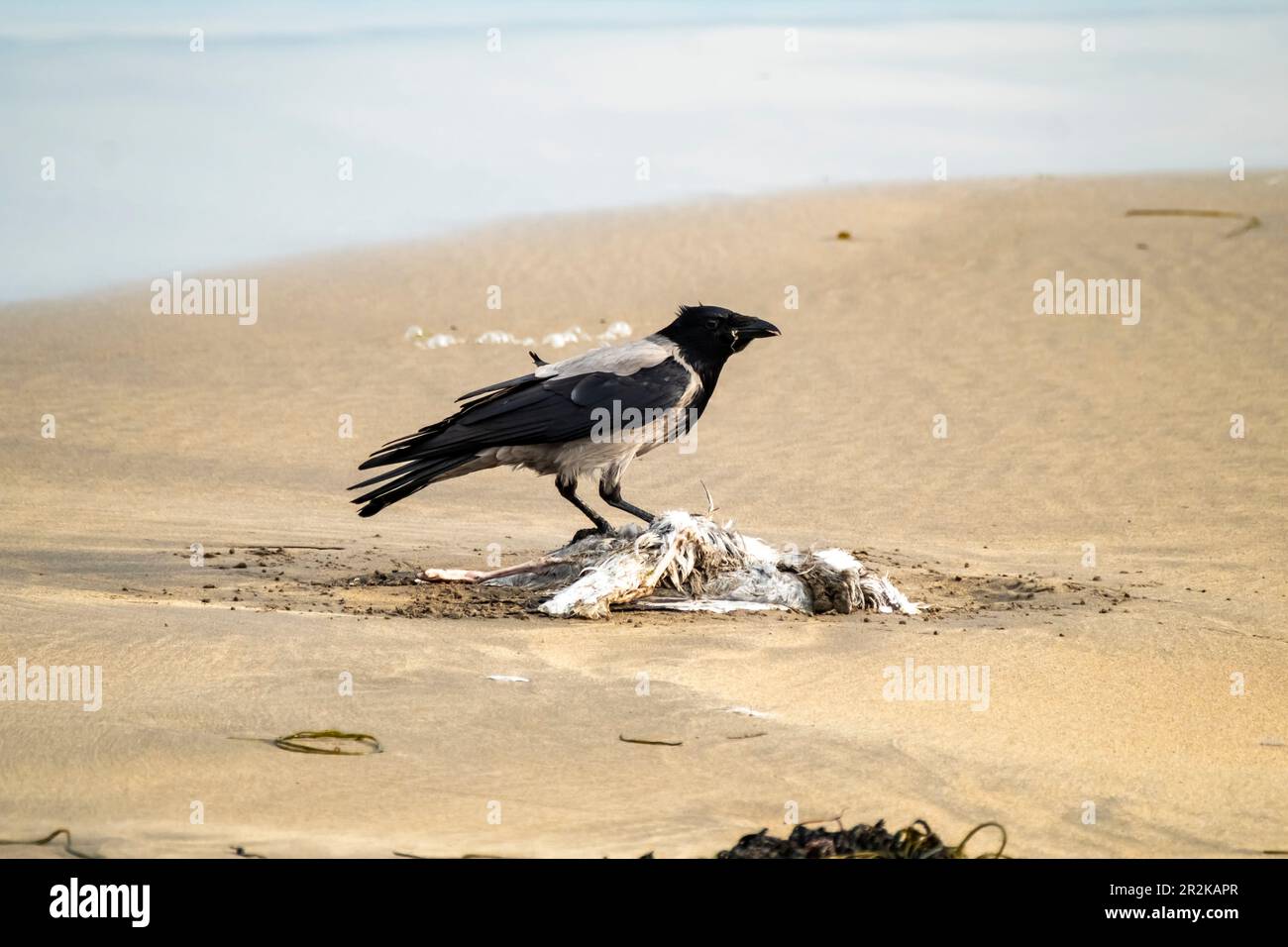 Crow eating a seagull on a sandy beach in Ireland Stock Photo - Alamy