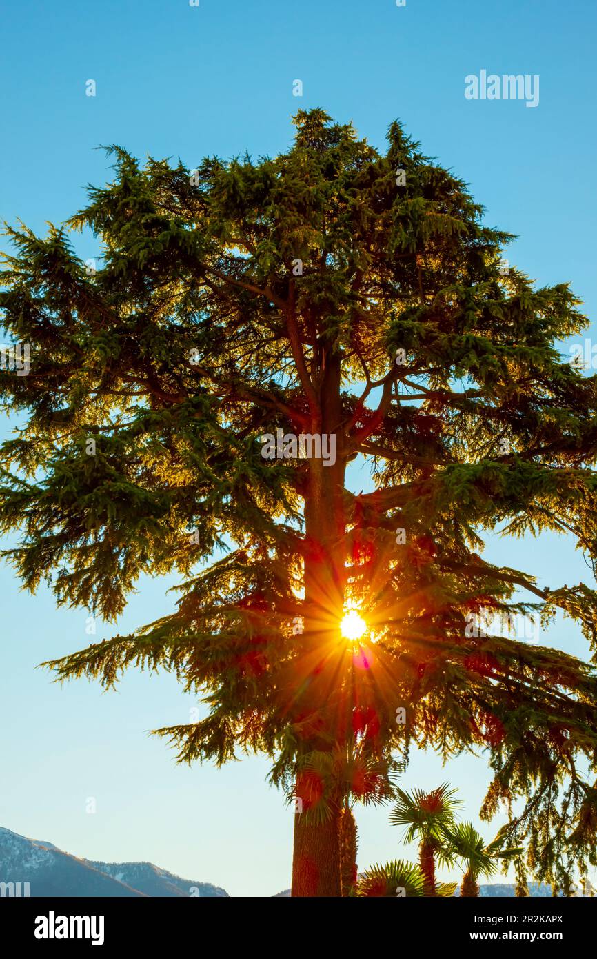 Tree with Sunbeam and Clear Sky in Ascona, switzerland Stock Photo - Alamy