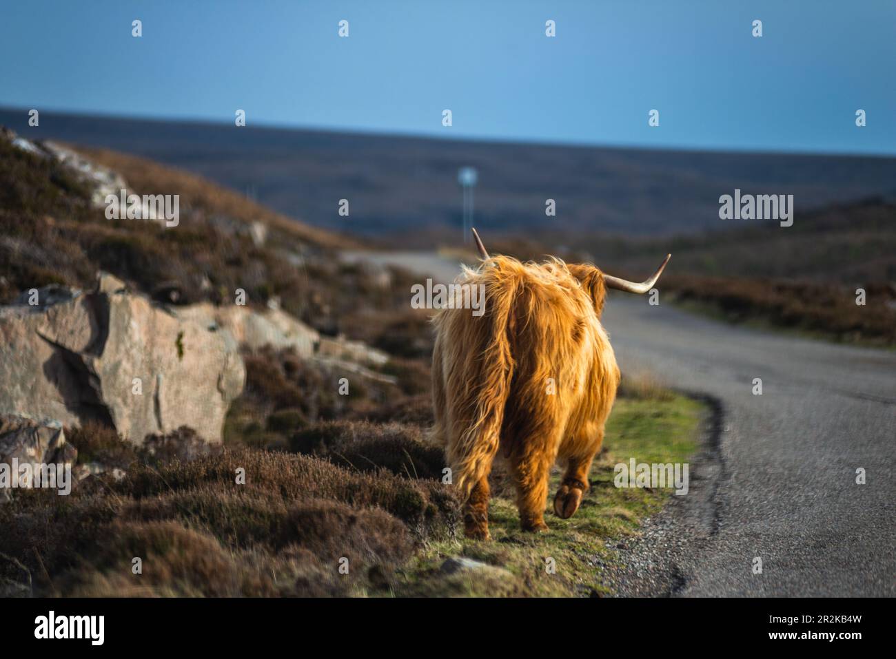 Scottish Highland Cow on the Isle of Skye, Scotland with copy space ...