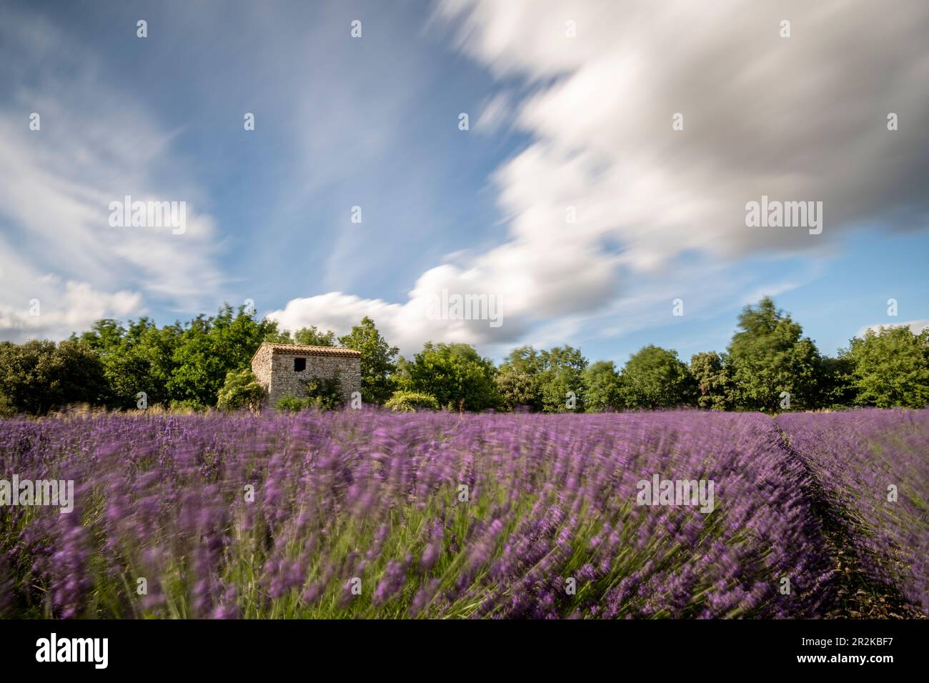 Lavender fields in bloom on the Valensole plateau with traditional ...