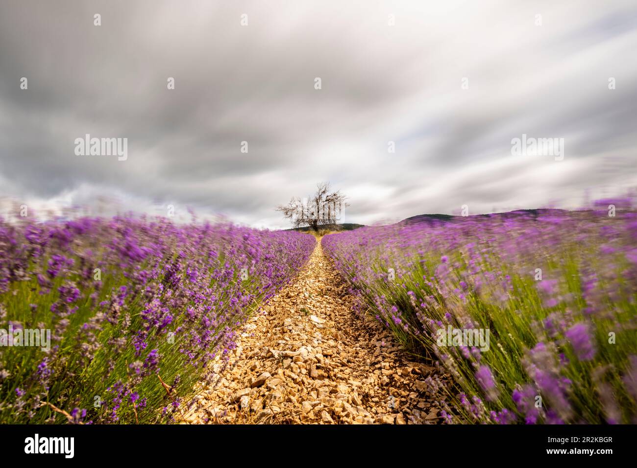 Fields of lavender in bloom on the Valensole plateau with mature tree ...