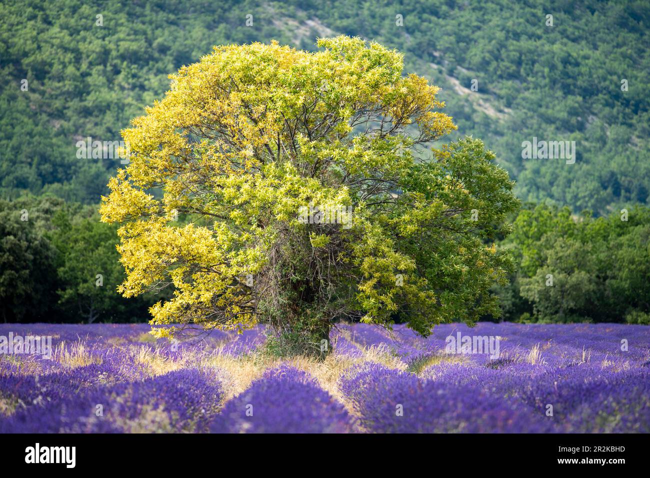 Fields of lavender in bloom on the Valensole plateau with mature tree ...