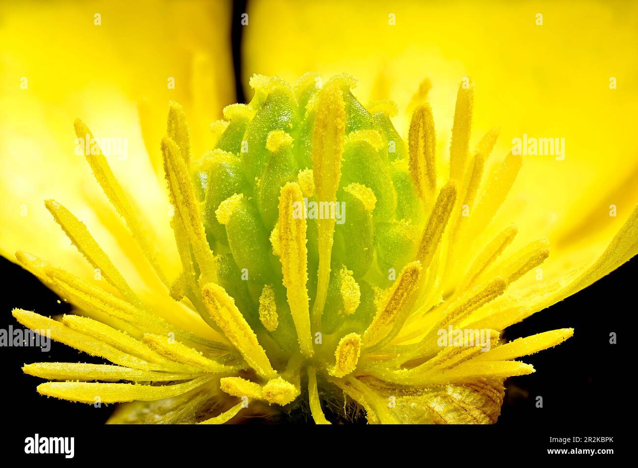 Meadow Buttercup (Ranunculus acris) closeup showing stigma, stamen ...