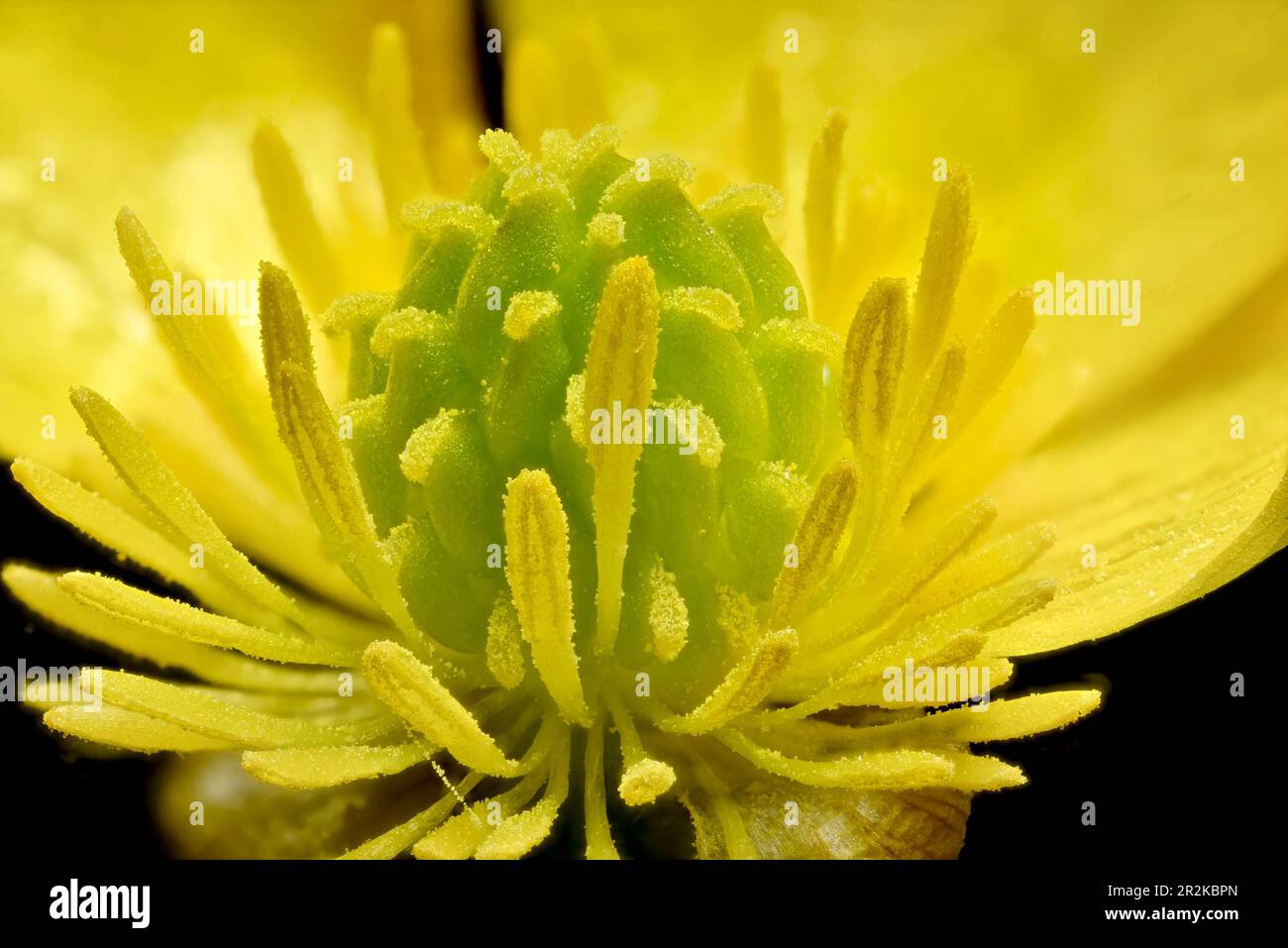 Meadow Buttercup (Ranunculus acris) closeup showing stigma, stamen ...