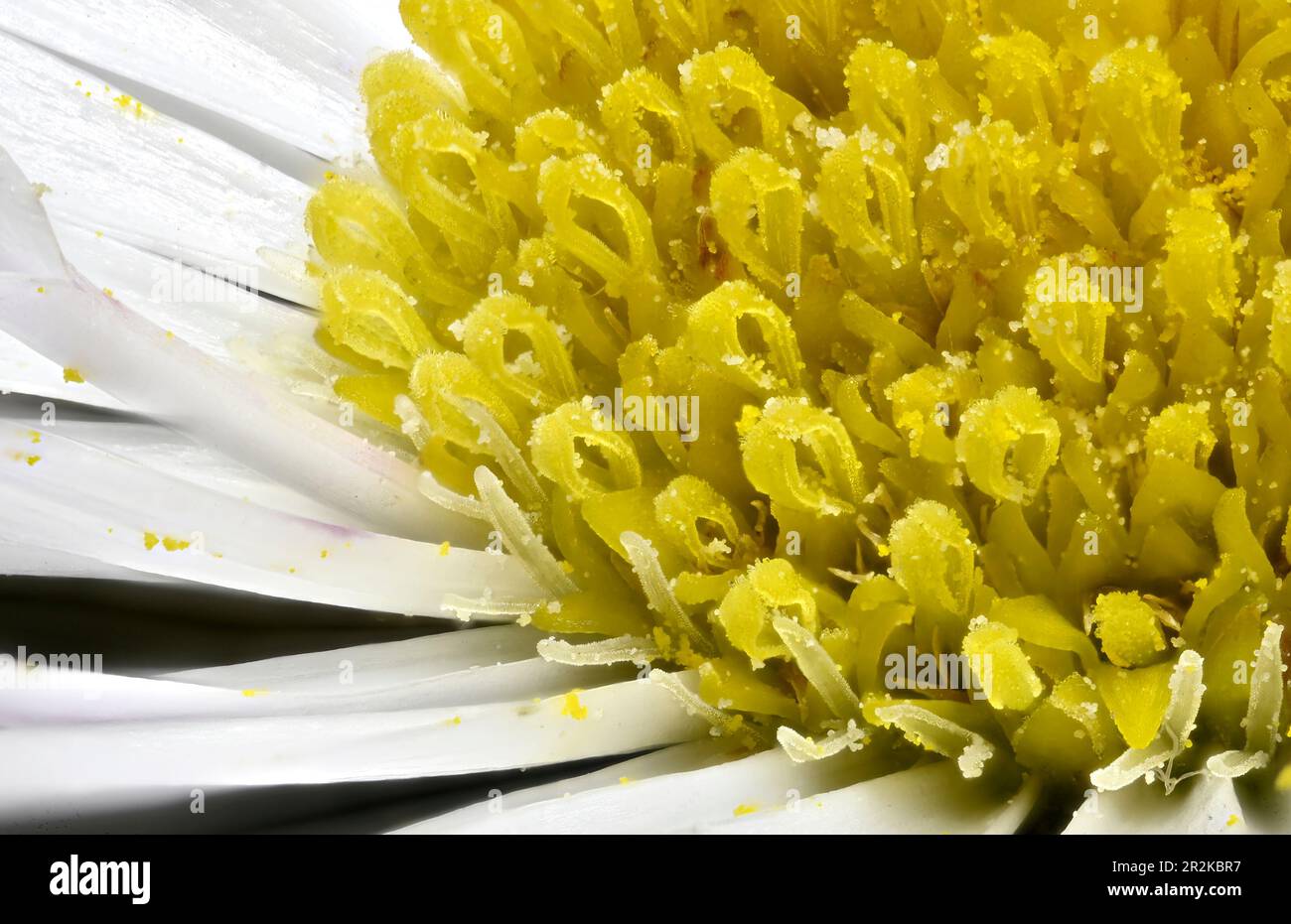 Common Daisy (Bellis perennis) Closeup of stamen, anthers and pollen ...
