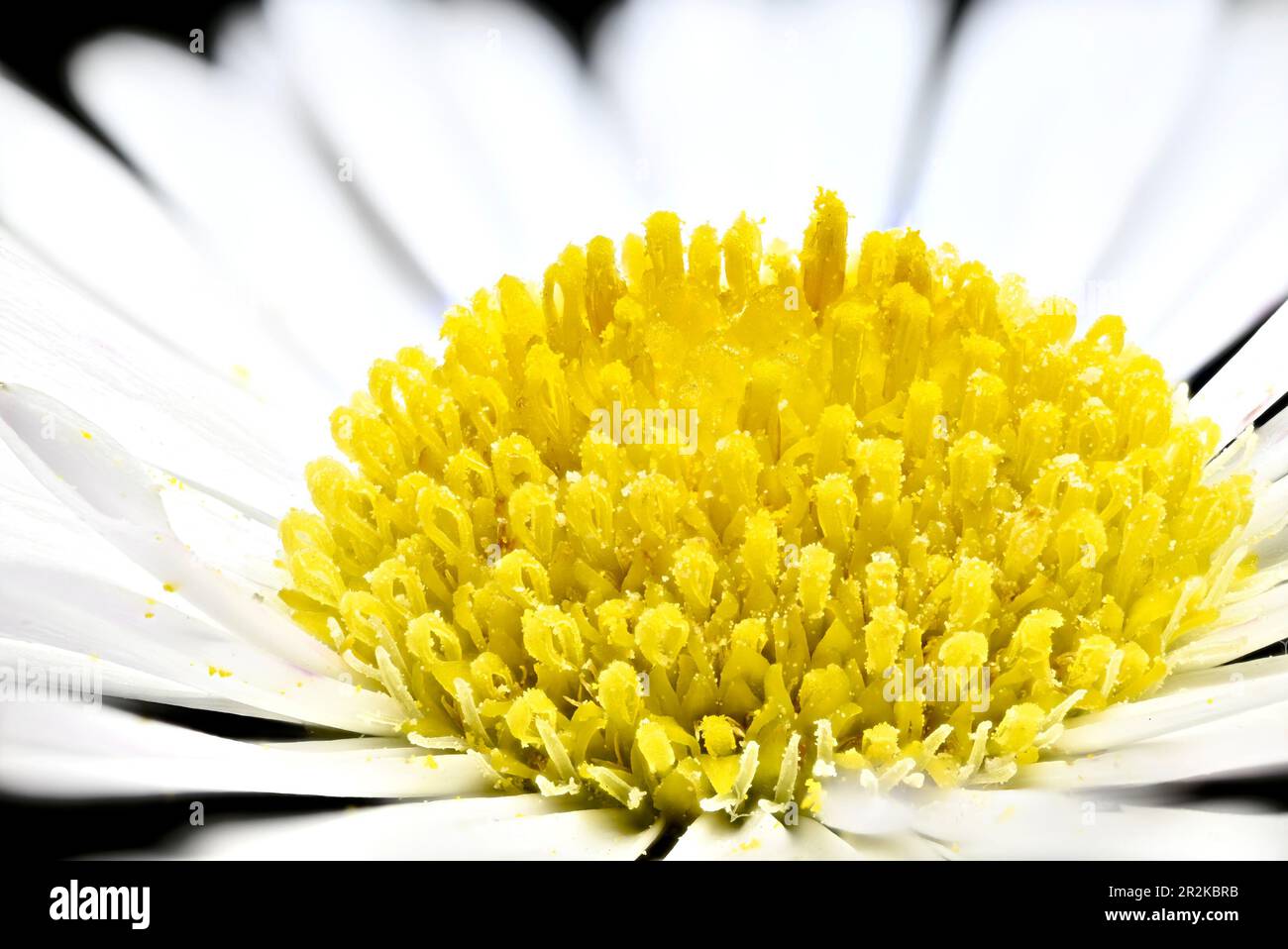 Common Daisy (Bellis perennis) Closeup of stamen, anthers and pollen ...