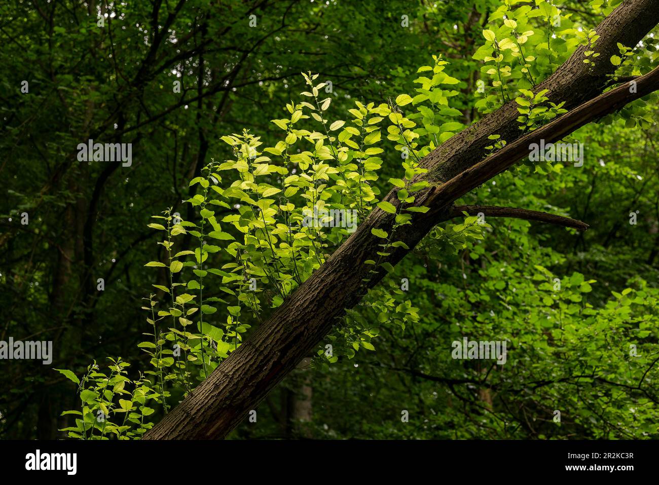 Loads of green young shoots grow from the trunk of a fallen deciduous ...