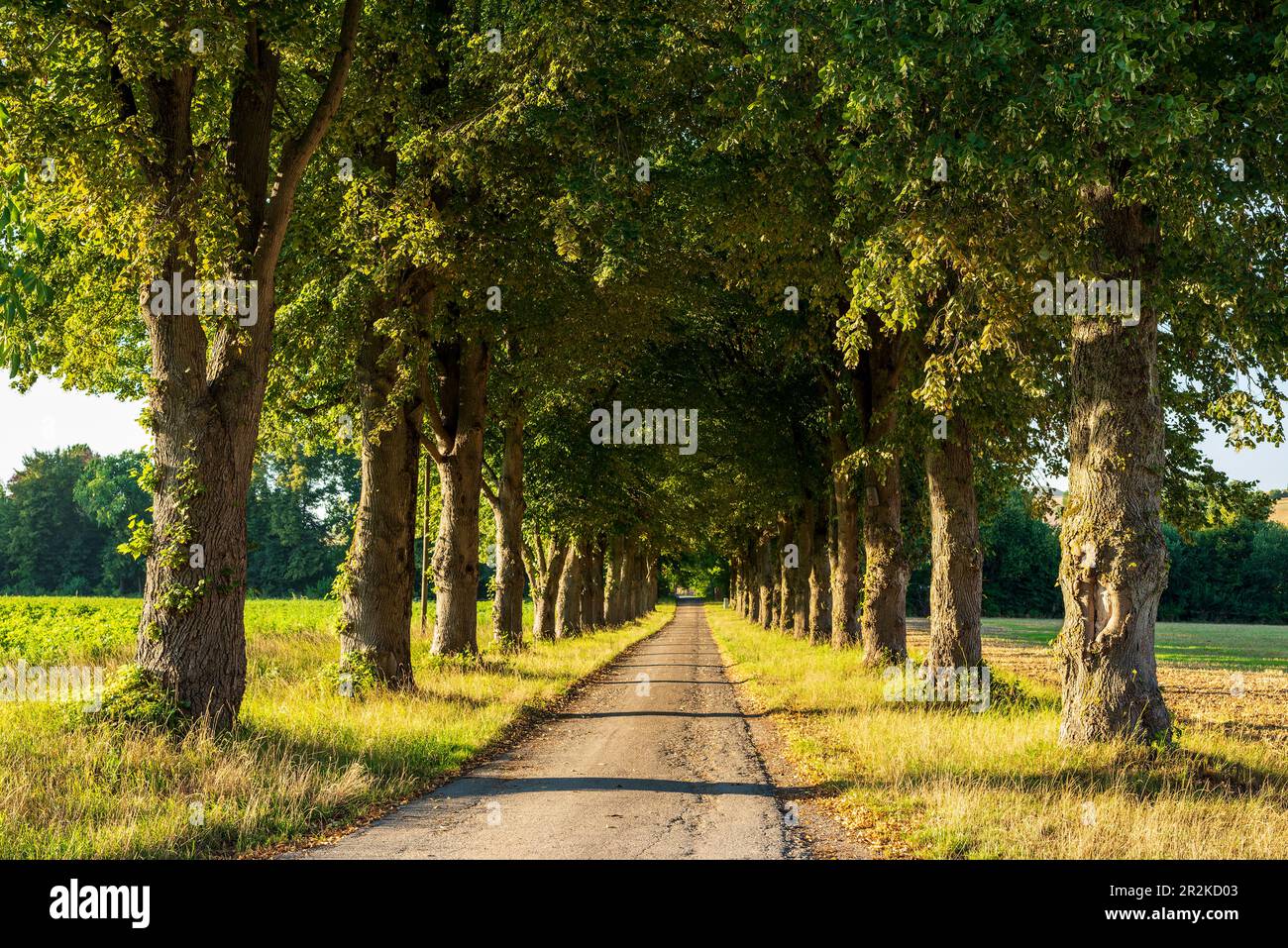 Idyllic country road lined by huge old lime trees (Tilia), Teutoburg ...