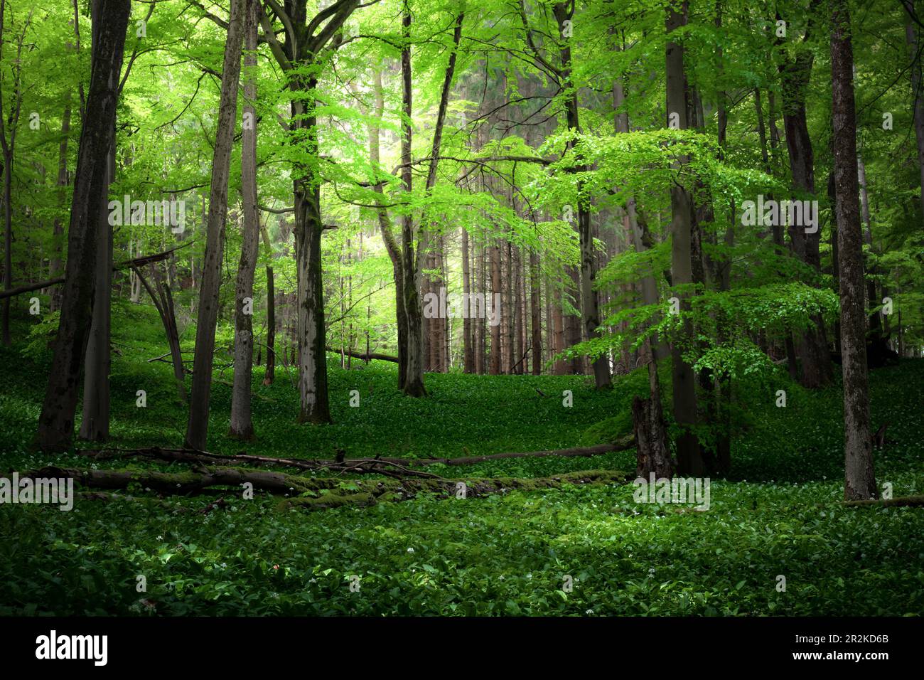 Wild garlic forest near Reichenbach in Hesse, Germany Stock Photo - Alamy