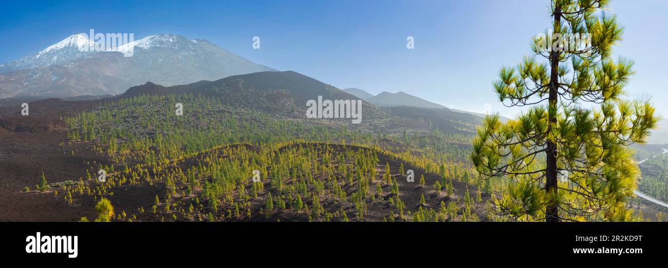 Canarian Pines (Pinus canariensis), Mirador de Chio, Teide National ...