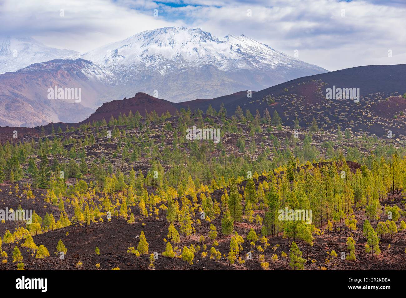 Canarian Pines (Pinus canariensis), Mirador de Chio, Teide National ...