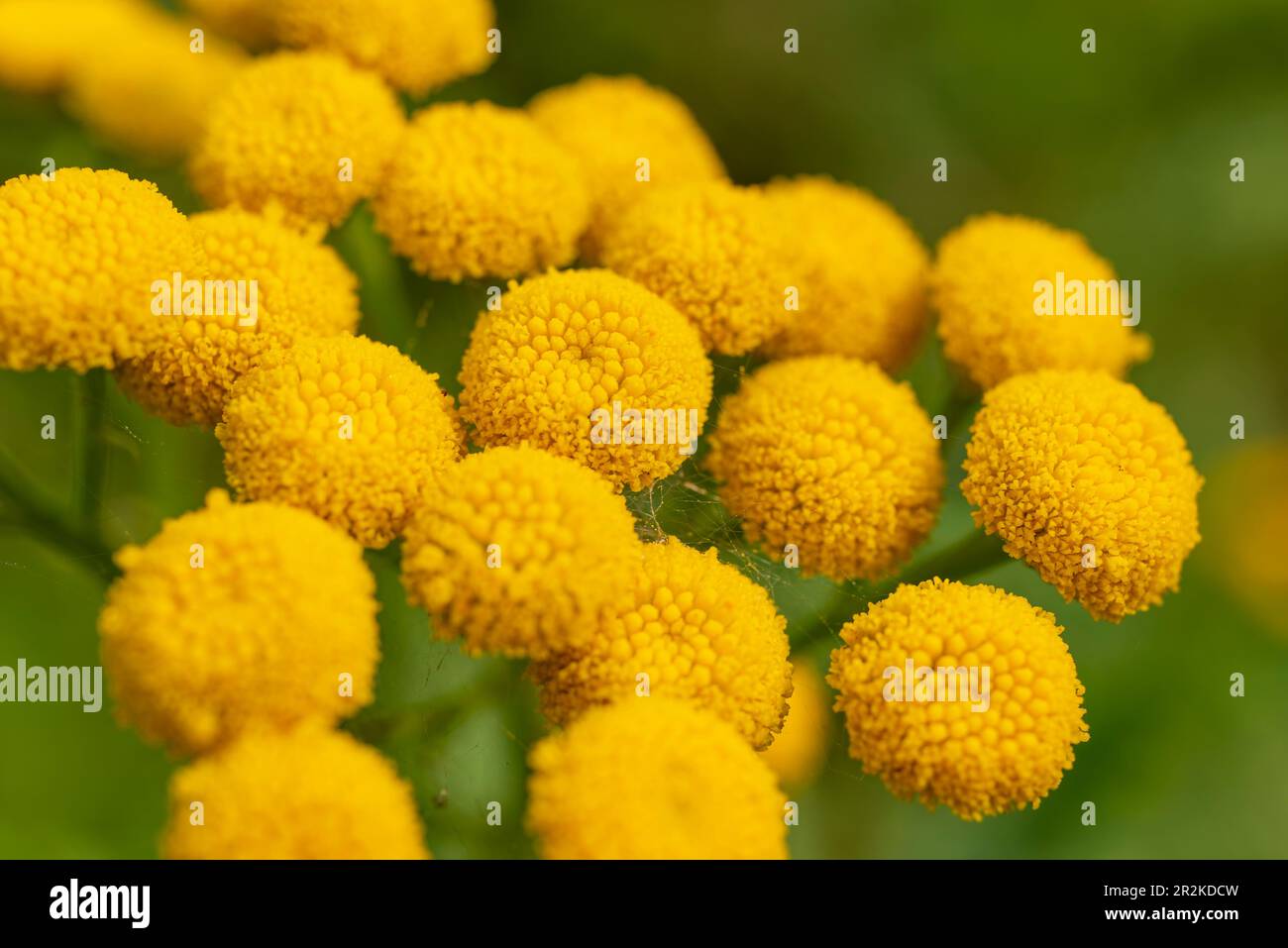 Macro photo of bright yellow flowering common tansy (Tanacetum vulgare ...
