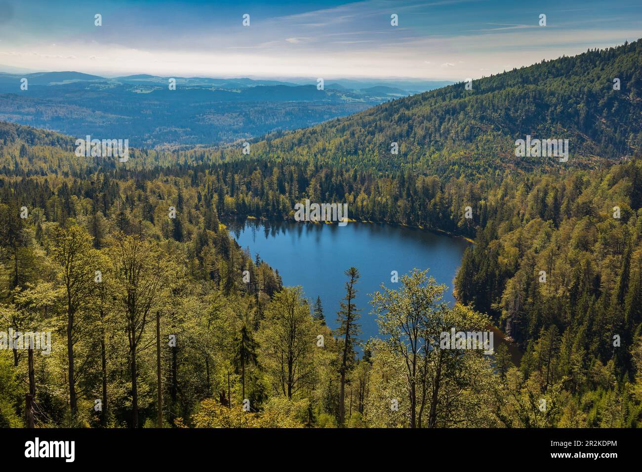 Rachel plant hi-res stock photography and images - Alamy