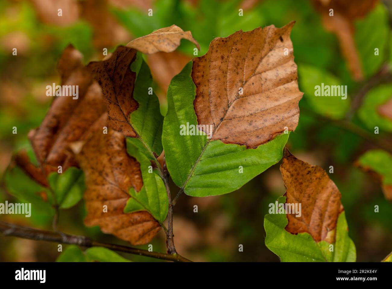 Half-dried green and brown leaves of a beech tree after a very dry ...