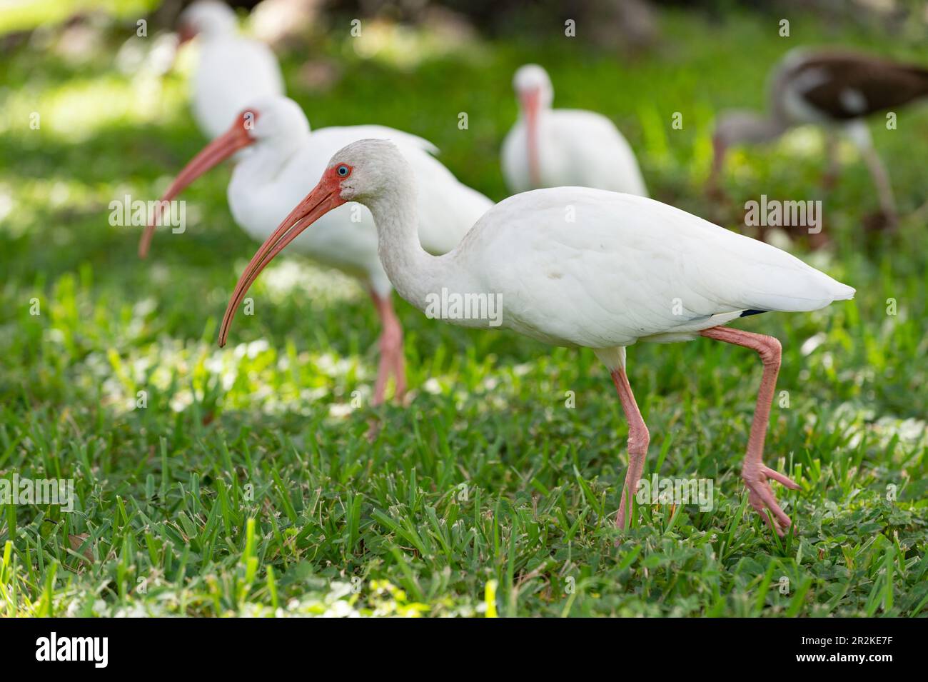 cute ibis bird in nature. photo of ibis bird outdoor. ibis bird. ibis ...